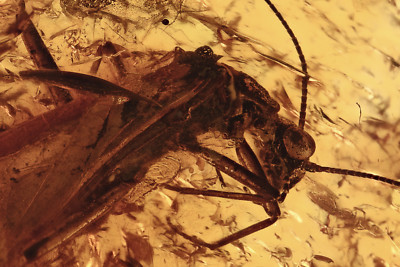 PLECOPTERA Stonefly Fossil Inclusion Genuine BALTIC AMBER + HQ Pic ...