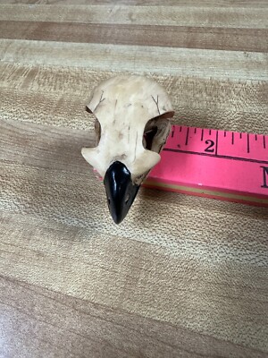 RESIN Hawk Skull Very Authentic Looking ( CLOSE OUT ) Remember It is ...