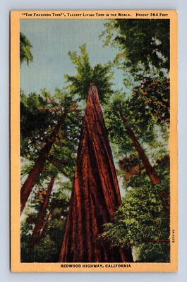 Founders Tree Redwood Highway California Postcard Unposted | eBay