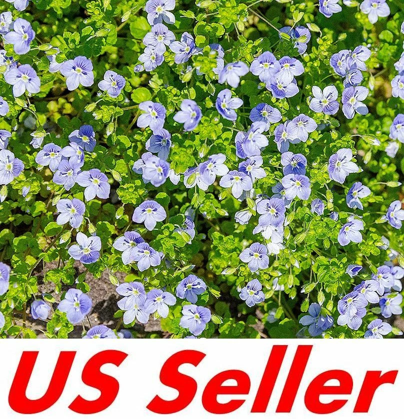 Creeping Speedwell Ground Cover