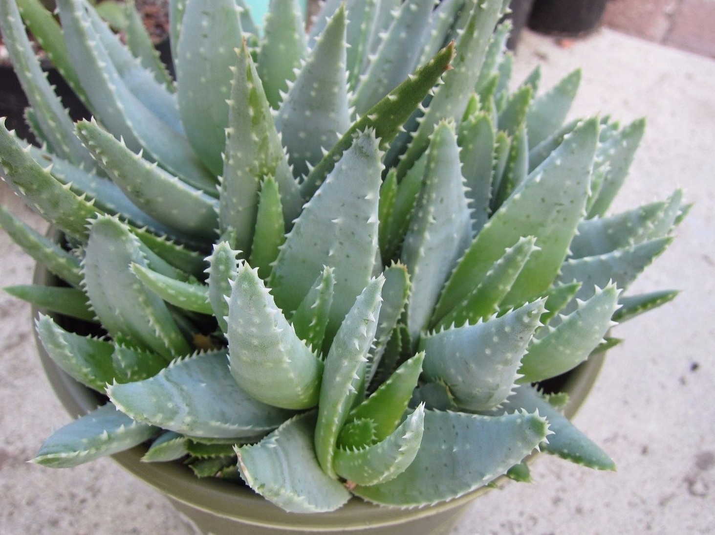 ALOE BREVIFOLIA Alligator Teeth Succulent Rooted Plant Drought Tolerant ...