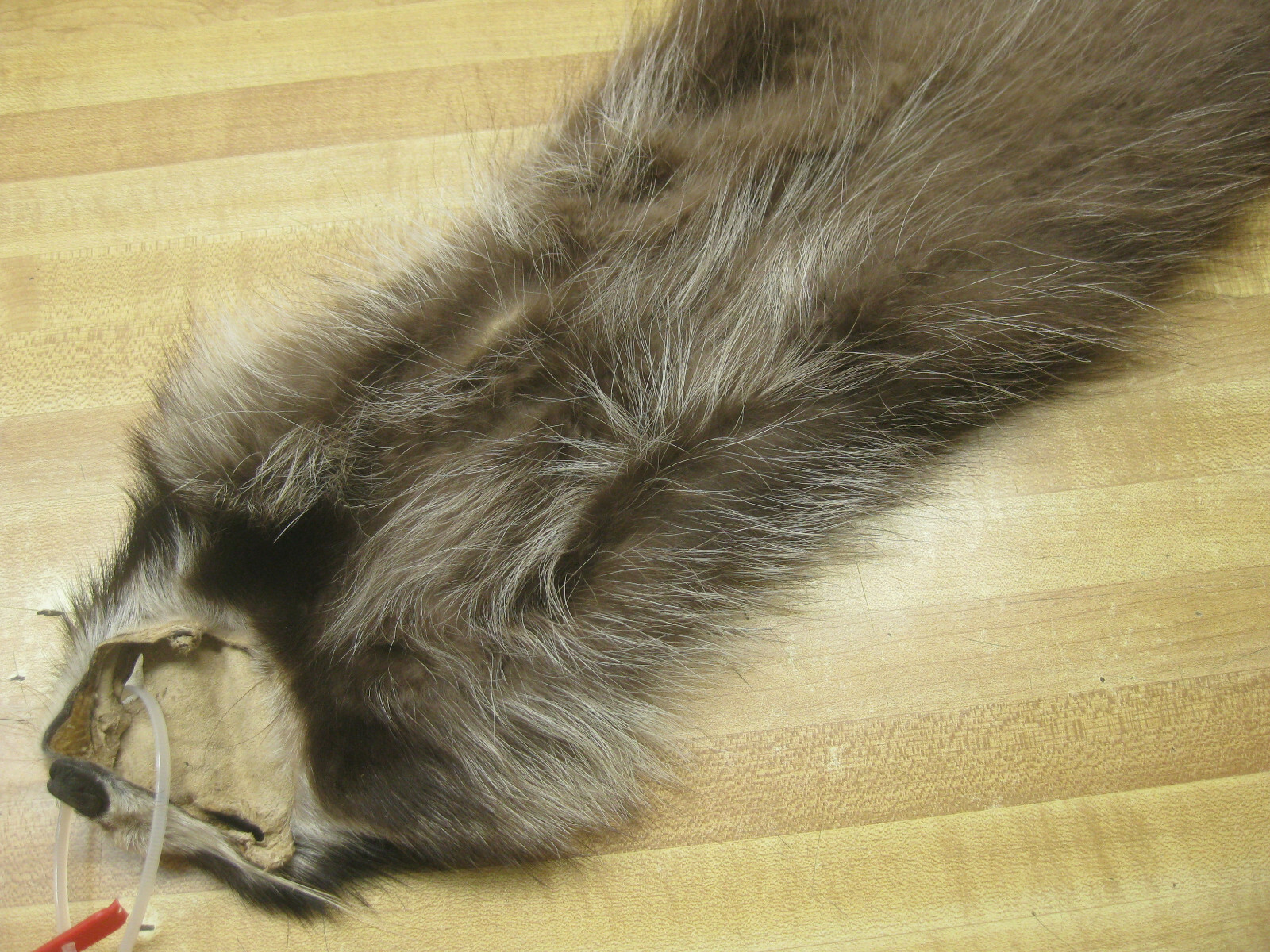 Tanned Raccoon Hide Craft Grade DAMAGED Fur Coats Trapping # 0006221 ...