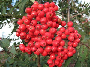 Rowan Sheerwater Seedling 4-5ft Tall / Mountain Ash Sorbus Aucuparia | eBay