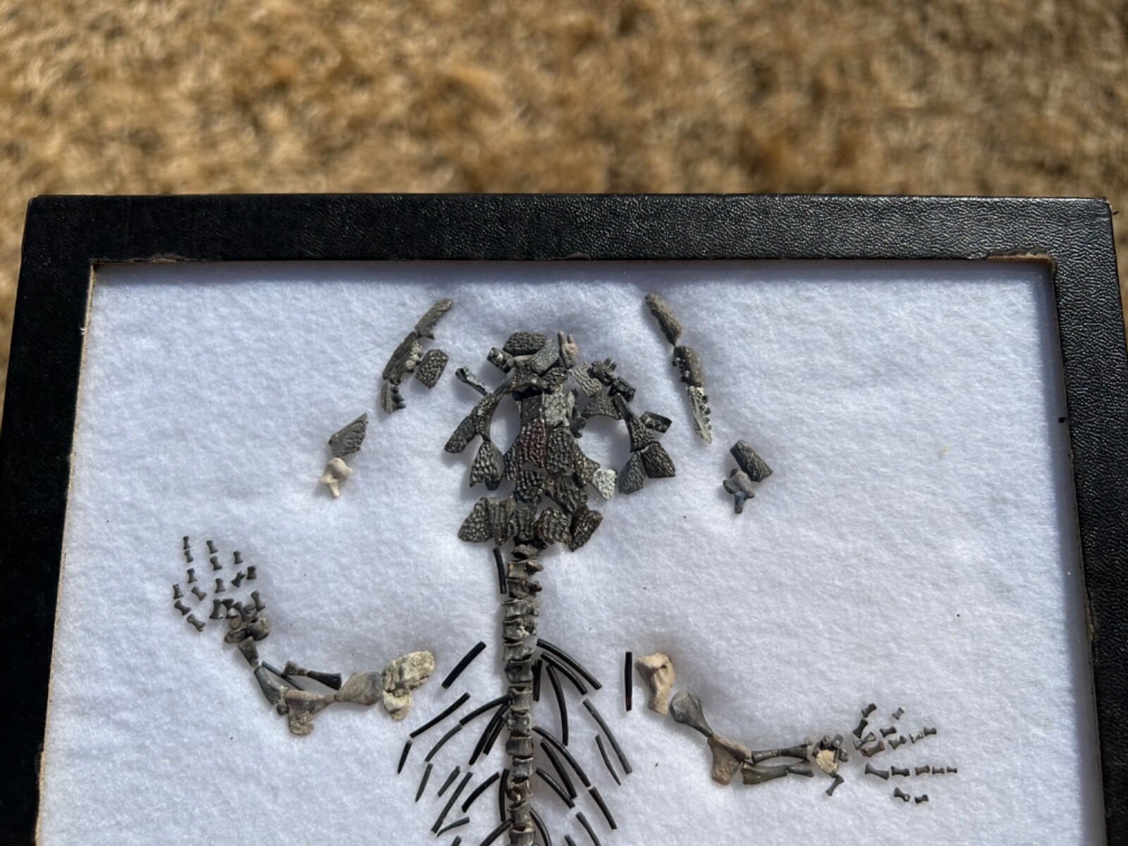 RARE Captorhinus Skeleton in Case Fossil Permian Reptile Dinosaur Bones ...