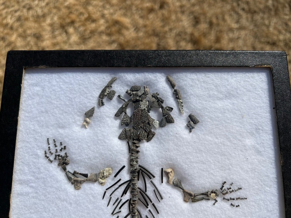 RARE Captorhinus Skeleton in Case Fossil Permian Reptile Dinosaur Bones ...