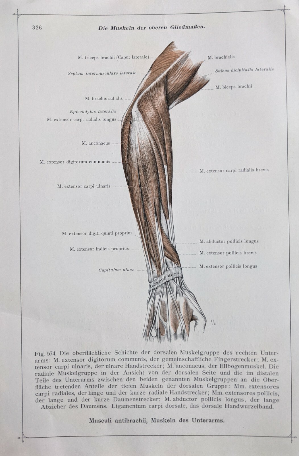 1911 GERMAN ANATOMY PRINT SUPERFICIAL LAYER OF THE RIGHT DORSAL MUSCLE ...