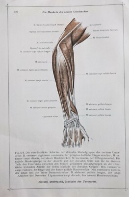 1911 GERMAN ANATOMY PRINT SUPERFICIAL LAYER OF THE RIGHT DORSAL MUSCLE ...