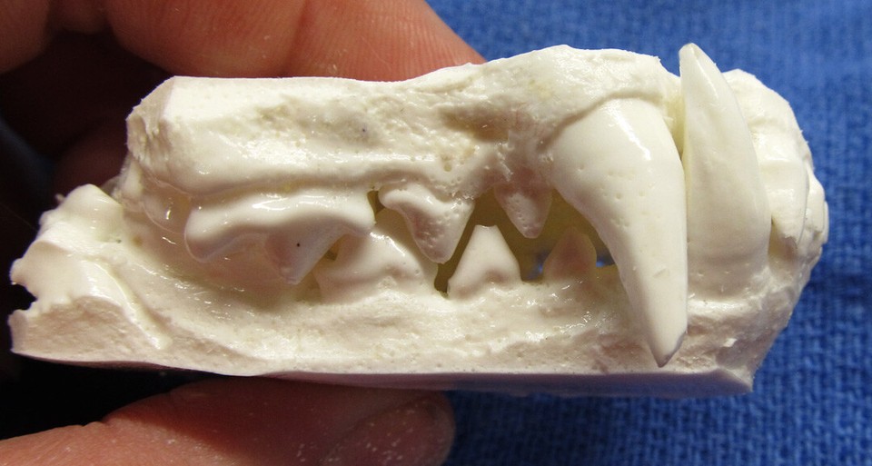 North American badger jaws teeth cast taxidermy plastic replica | eBay