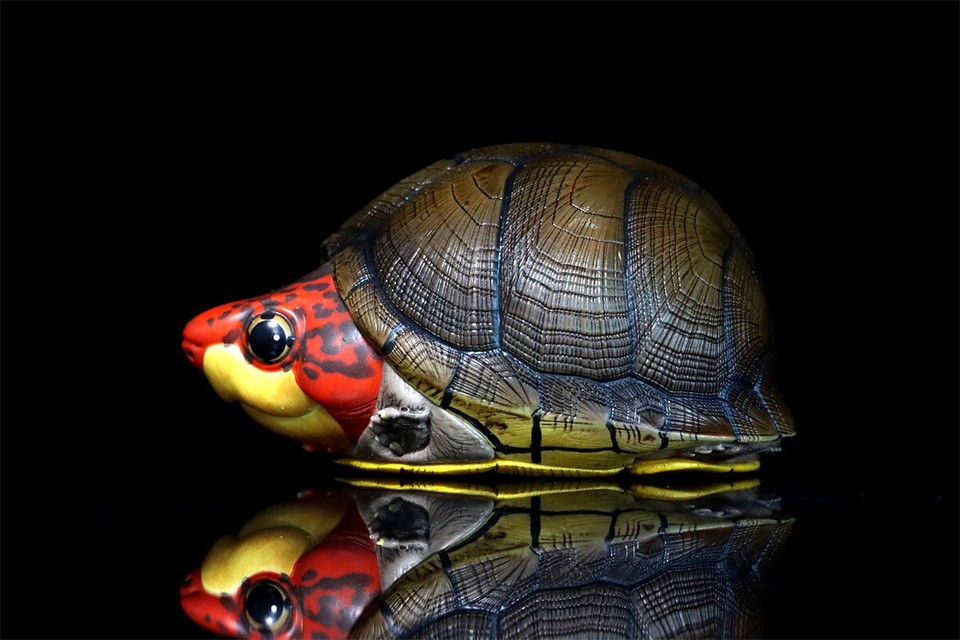 ANIMAL HEAVENLY BODY 08 Blind Box Model Matamata Turtle Stink-pot ...