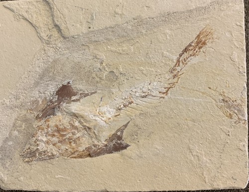 Lebanon Fish Fossil, Coccodus With Visible Teeth, Cretaceous 100 ...