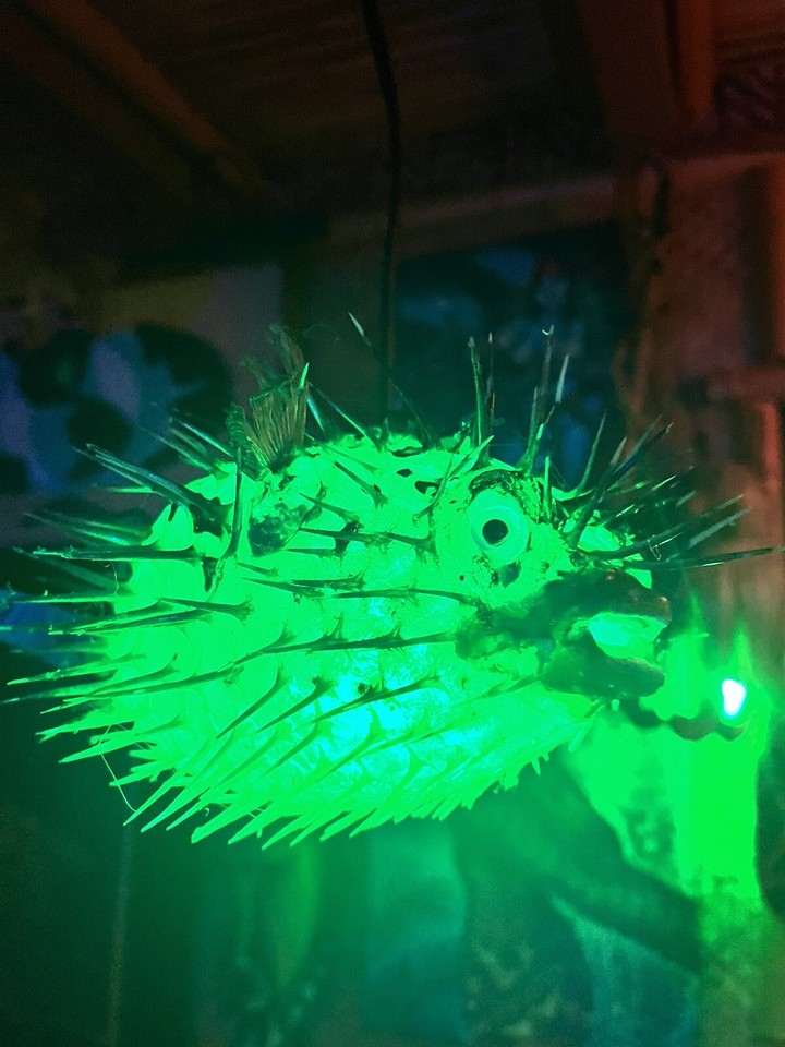 NEW 10” Puffer Fish Lamp w/green LED Tiki bar Smokin Tikis | eBay