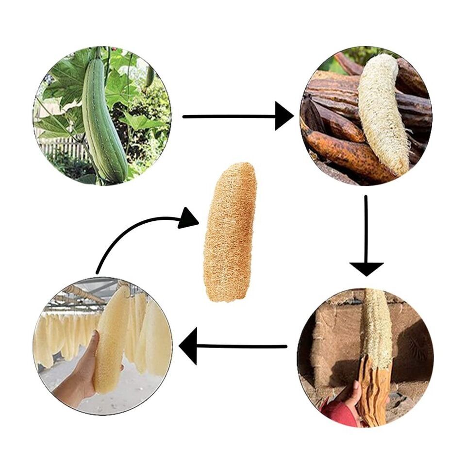 Natural Organic Unprocessed Luffa Loofah Antibacterial Loofah Bath BODY ...