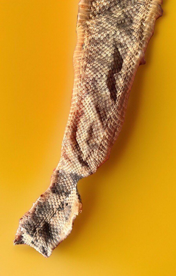🔥REAL Rattlesnake Snakeskin Taxidermy Huge West Texas Diamondback Snake ...