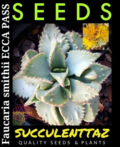 Faucaria smithii ECCA PASS 8 x Seeds mesemb SIVERY BLUE TIGERS JAWS ...