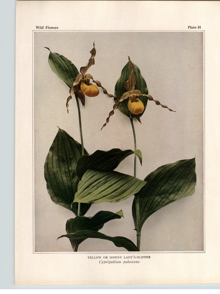 1934 Wildflower Book Plate Solomon's Seal; Ram's Head & Downy Lady's ...