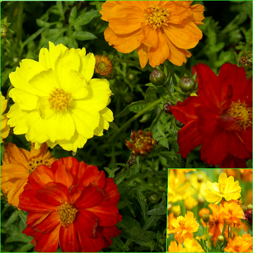 COSMOS Carpet Formula Mix 35 Seeds Grow FLOWERS Beautiful COLOURFUL ...