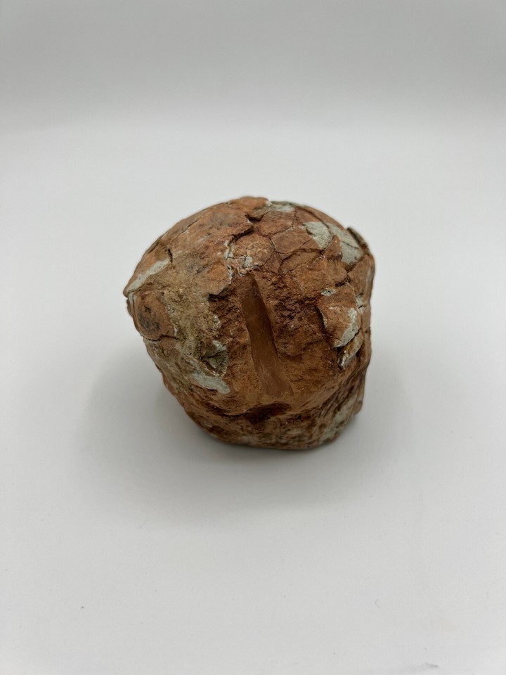 Dendroolithus Dinosaur Egg Fossil - Cretaceous Period, Authentic Fossil ...