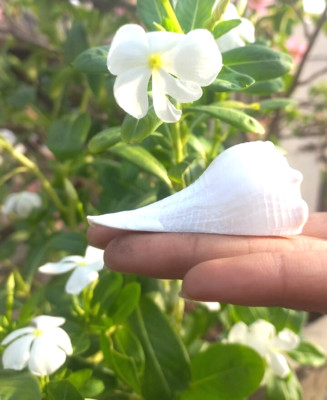 100% Pure Small Dakshinavarti Shankh Hindu Puja Goddess Laxmi Vishnu ...