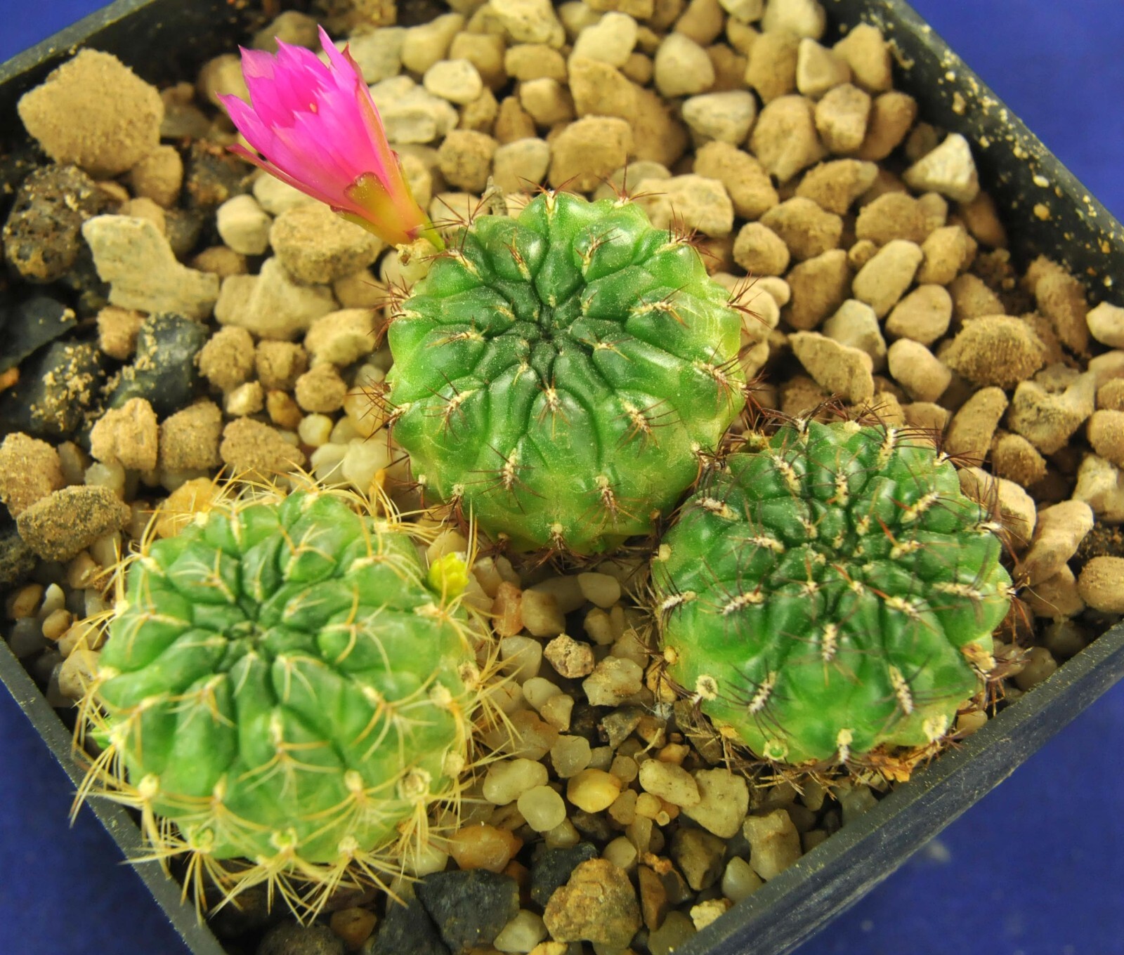 SULCOREBUTIA STEINBACHII POLYMORPHA WR =2,8-3cm=1/3= 仙人掌 Cactuslover ...