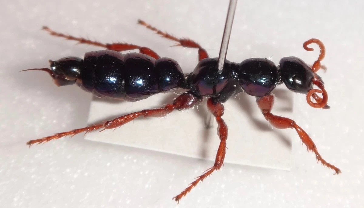 Blue Velvet Ants