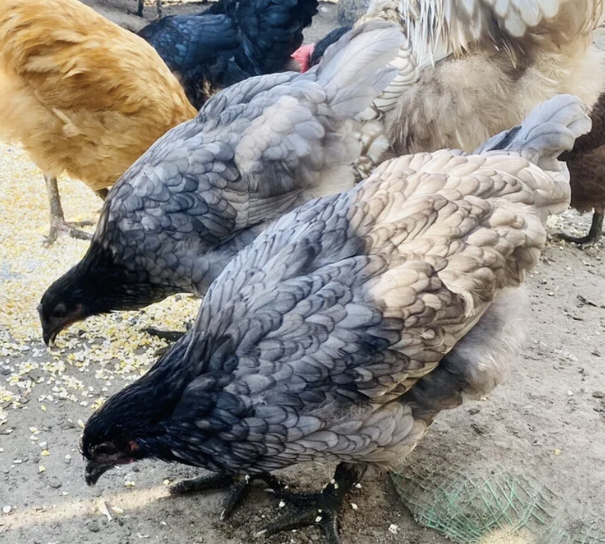 12 BYM Chicken Hatching Eggs Ameraucana Orpington Wyandotte Maran ...