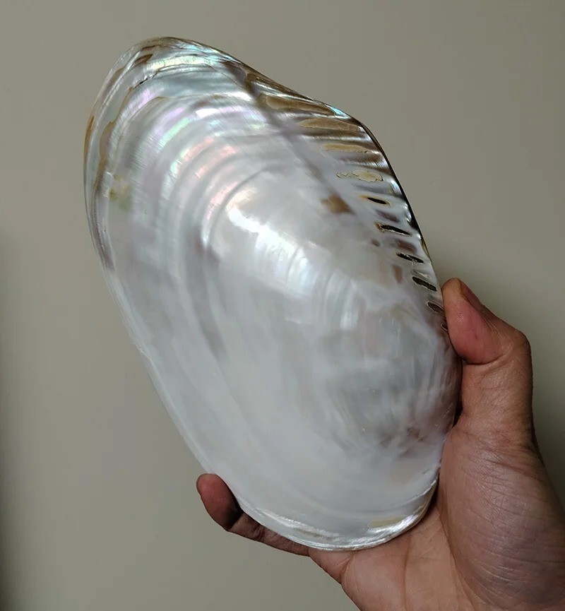 Large Pearlized Mussel Clam Shell Polished Seashell White Mother of ...