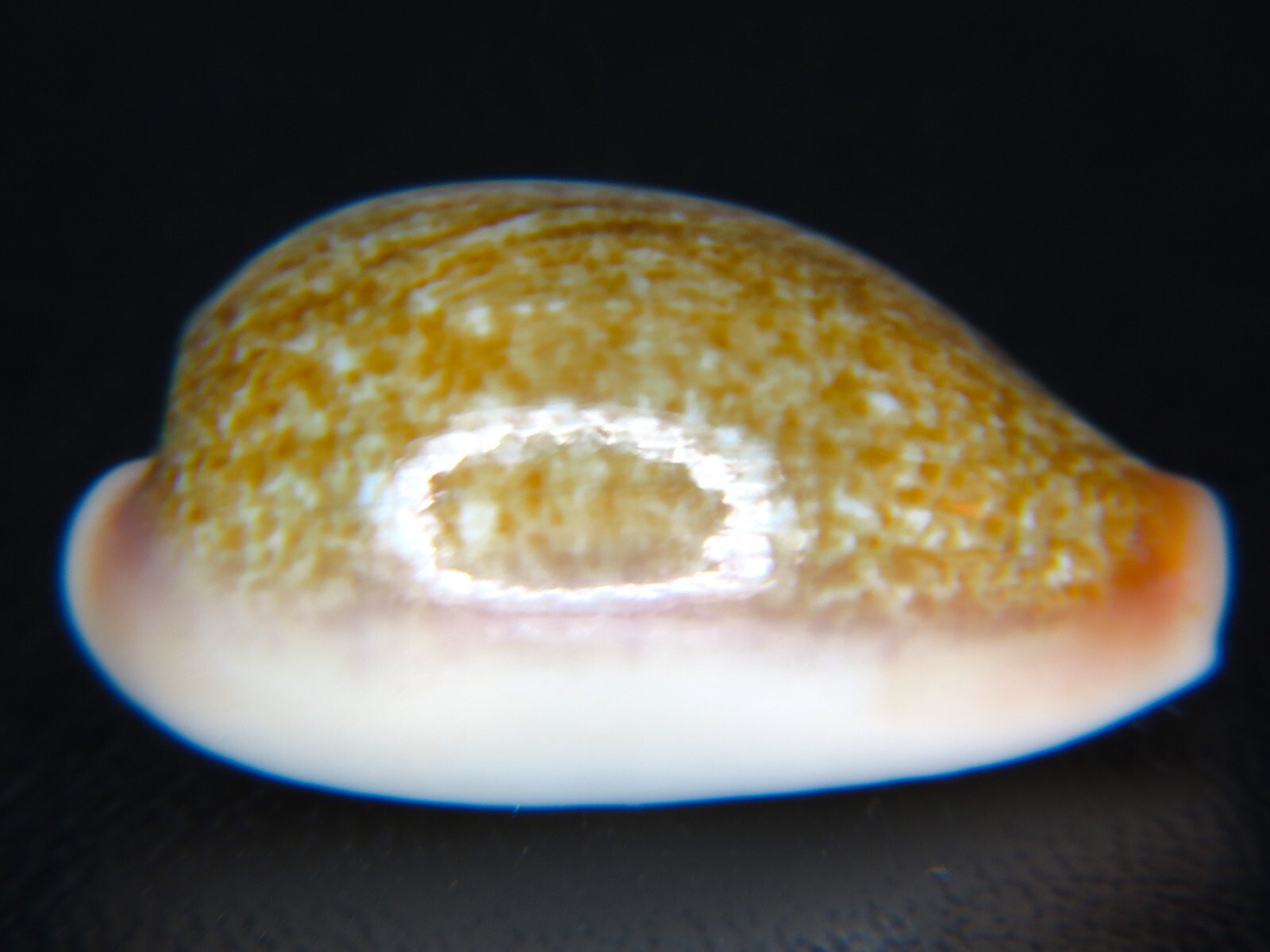 CYPRAEA ERRONES BIMACULATA: LARGE SPECIMEN @ 26.05MM FROM 1997 (STILL ...