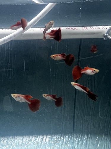 Rainbow Fancy Guppy Pair (1M+1F) Live Aquarium Fish US Seller 1”+ | eBay