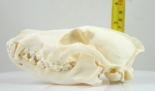 Natural golden jackal (Canis aureus) skull trophy taxidermy bone ...