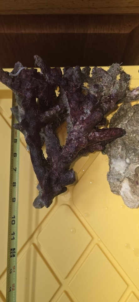 Tonga Branch Live Rock 10lbs | eBay