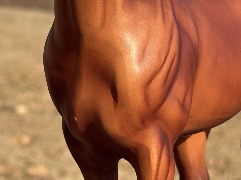 Breyer Horse #1768 Brunello Warmblood Stallion Idocus | eBay