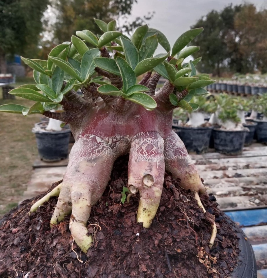 Adenium arabicum black | eBay