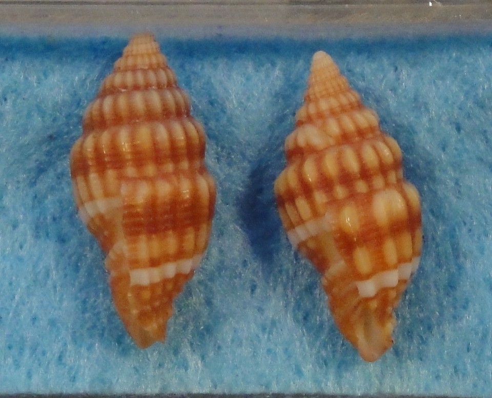 Mitra Vexillum Variatum 2 Shells 17mm Dredged 10 fathoms Pompano Beach ...