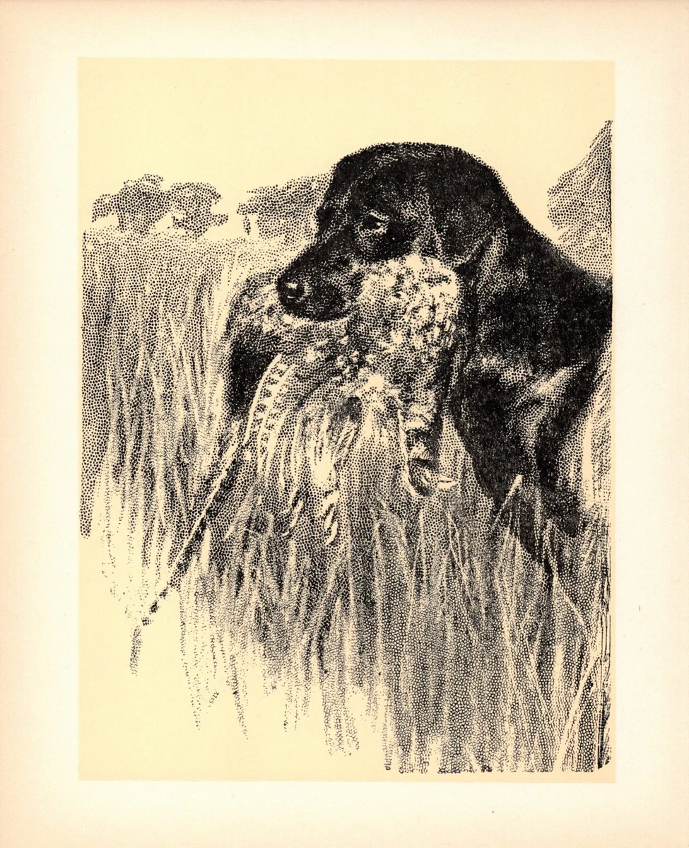 How Do You Entertain A Labrador Retriever
