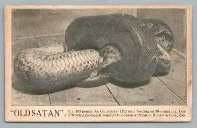 "Old Satan" 483-Pound Boa Constrictor Python Snake Eating Pig~Maurice ...