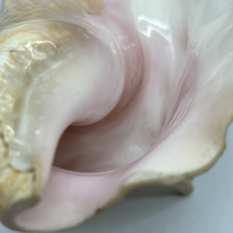 2.1# Conch Seashell (Pink) - Bahamas Pink Conch Shell Ocean Beach ...