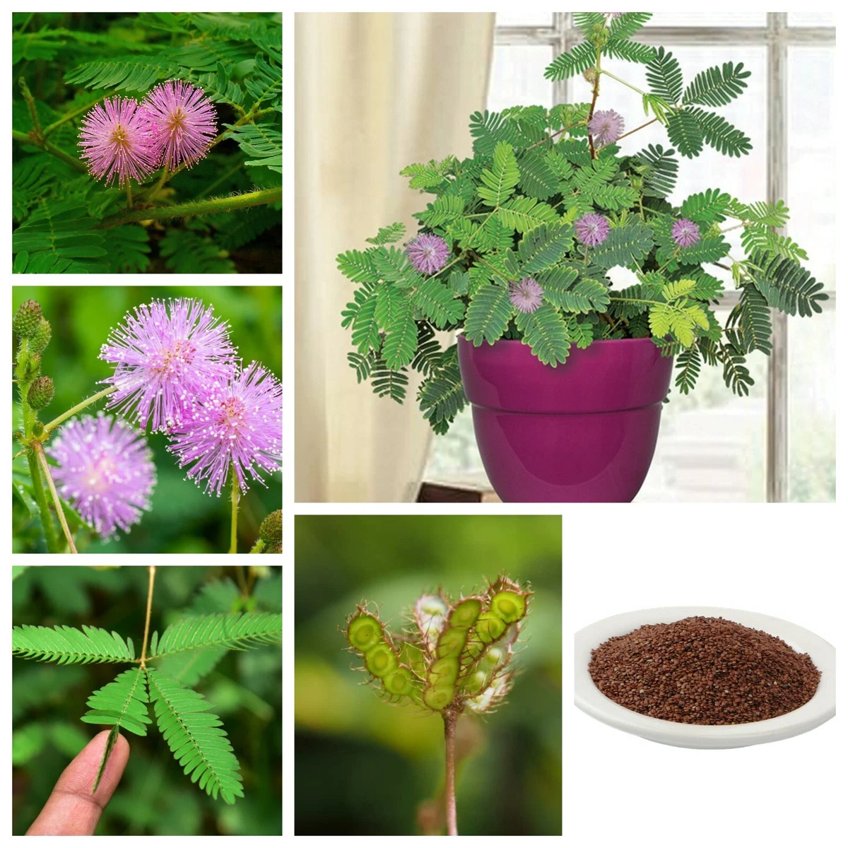 Mimosa Pudica Flower Uses | Best Flower Site