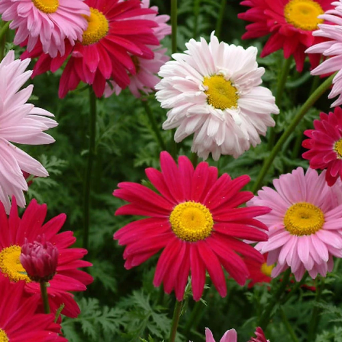 PYRETHRUM PAINTED DAISY- CHRYSANTHEMUM ROBINSONS GIANTS MIXED 50/100 ...