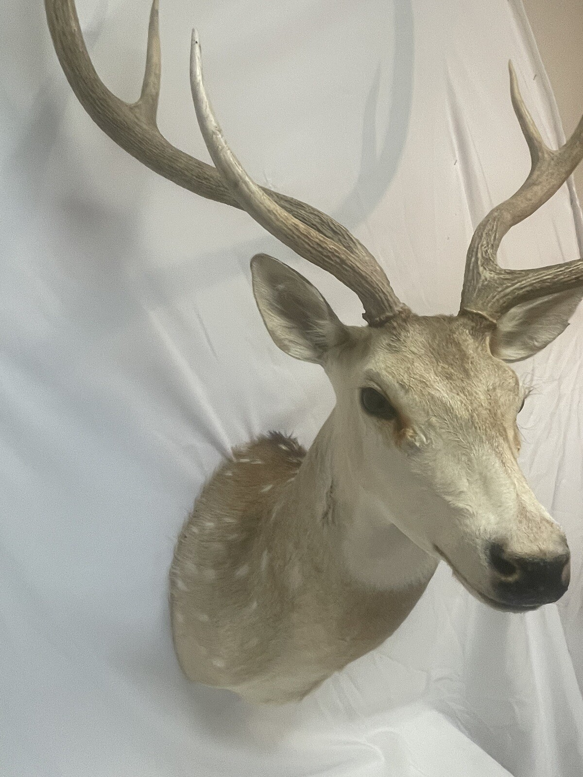 Exotic Axis Deer Head Shoulder Mount Taxidermy Whitetail Antler Mule ...