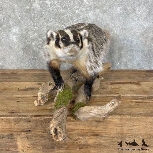 #27738 E+ | American Badger Life-Size Taxidermy Mount For Sale | eBay