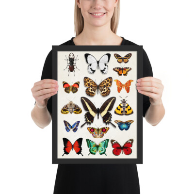 Butterflies Framed matte paper poster printful | eBay