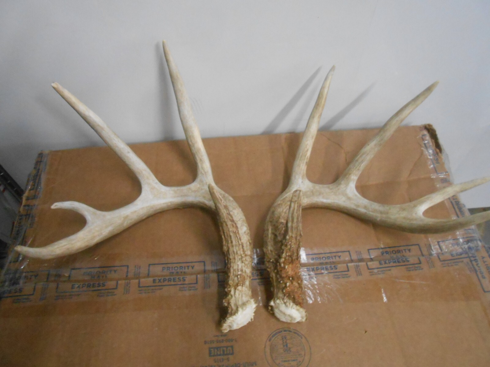 Clean 5x5 WHITETAIL DEER sheds 130 0/8 Antlers mule mount taxidermy elk ...