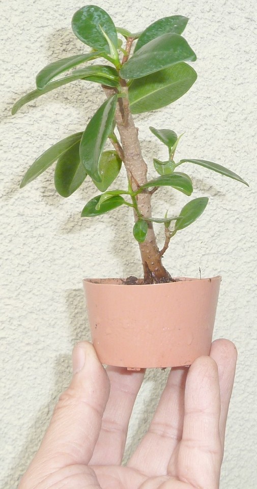 Green Island Ficus microcarpa Pre Bonsai Dwarf Mame | eBay