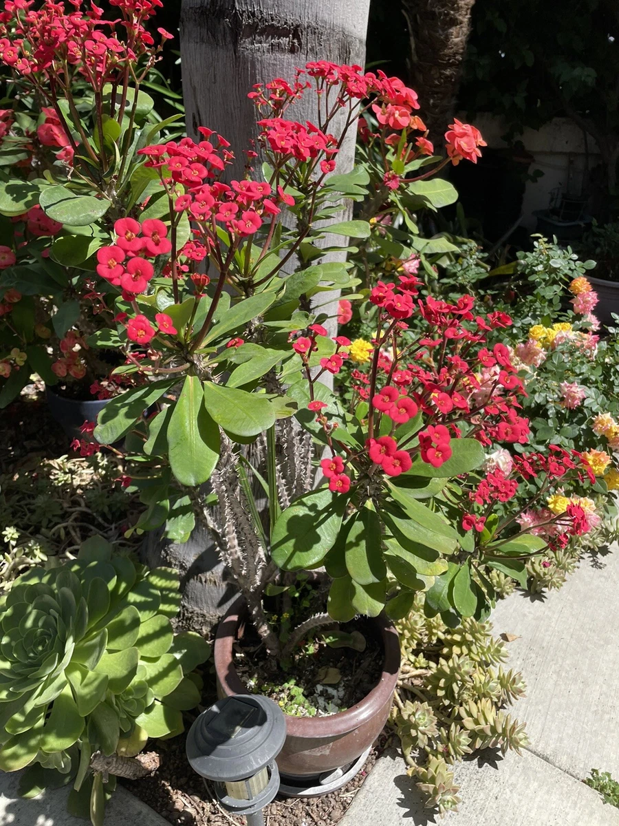 Dwarf Crown Of Thorns Plant