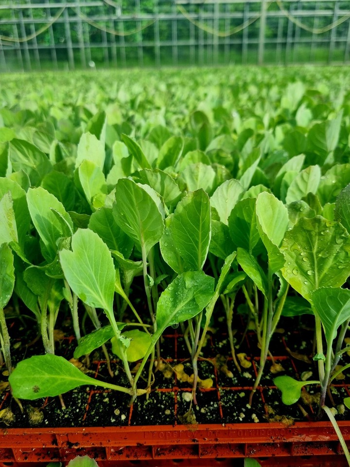 Spring Cabbage Plug Plants "Grow Your Own" Vegetable **LETTERBOX ...