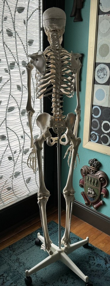 3B Scientific A10 Stan the Standard Human Skeleton Complete Pelvic ...