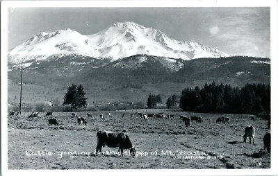 RPPC CALIFORNIA CATTLE GRAZING ON THE SLOPES OF MT SHASTA CA REAL PHOTO ...