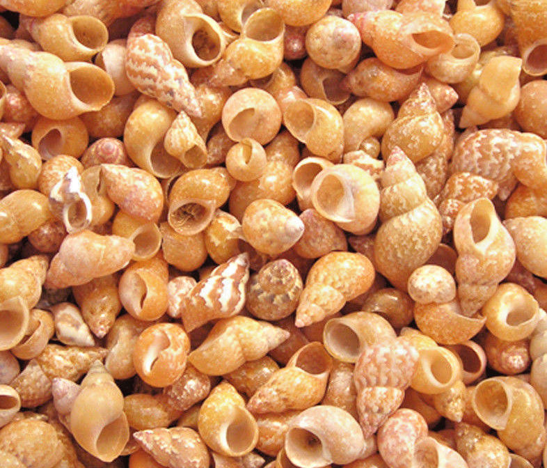 8 oz Philippine Peach Melissa Shells Mini Seashells 1/4-1/2" Beach ...