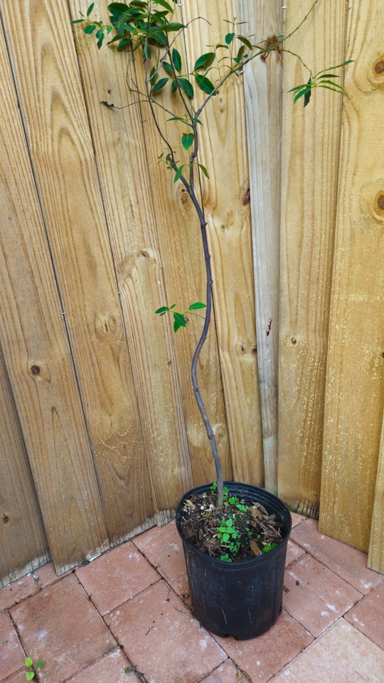 LIVE PLANT TREE Rainbow Eucalyptus, Mindanao Gum, Bagras, Kamarere ...