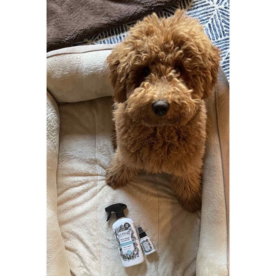 Pet-Pourri Odor Air + Fabric Odor Eliminator Spray, With FREE 1.4oz ...